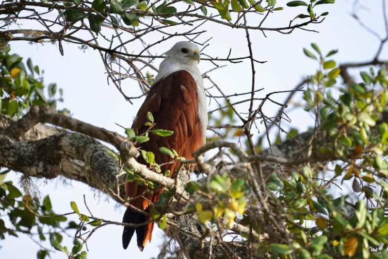 Tissamaharama: Explore birds, Fruit bats & breakfast/Dinner - The Experience in Detail