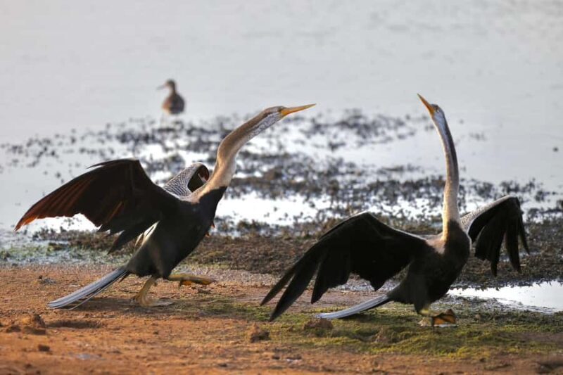 Tissamaharama: Explore birds, Fruit bats & breakfast/Dinner - FAQ