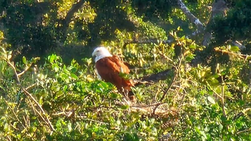 Tissamaharama: Free Dinner with Sunset Birdwatching - Who Is This Tour Best For?