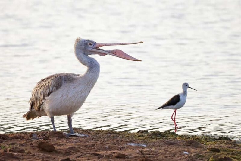 Tissamaharama: Free Dinner with Sunset Birdwatching - FAQ