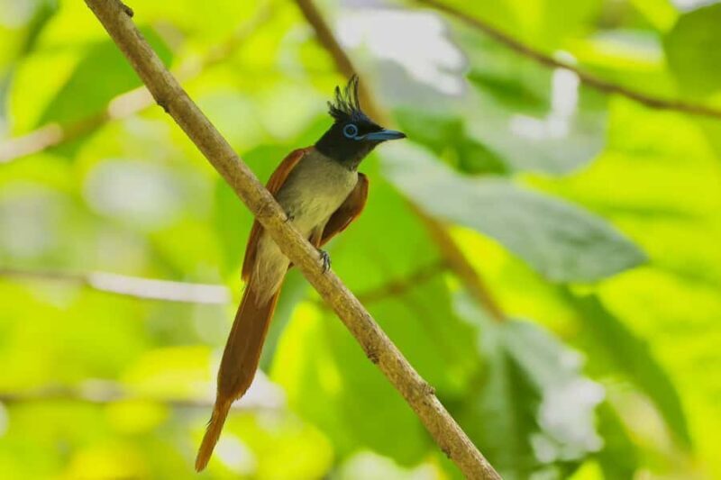 Tissamaharama: Free Dinner with Sunset Birdwatching - Final Thoughts