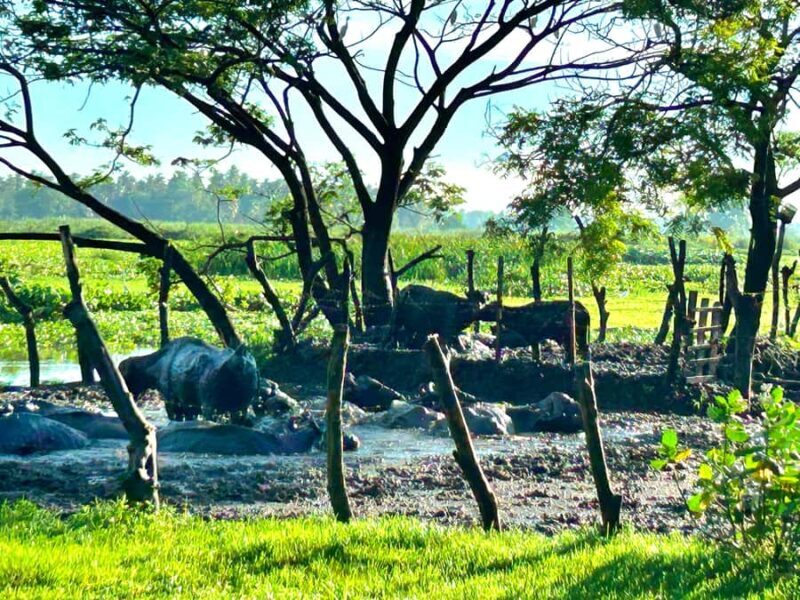Tissamaharama Fresh Curd-Making Experience - What Tourists Say