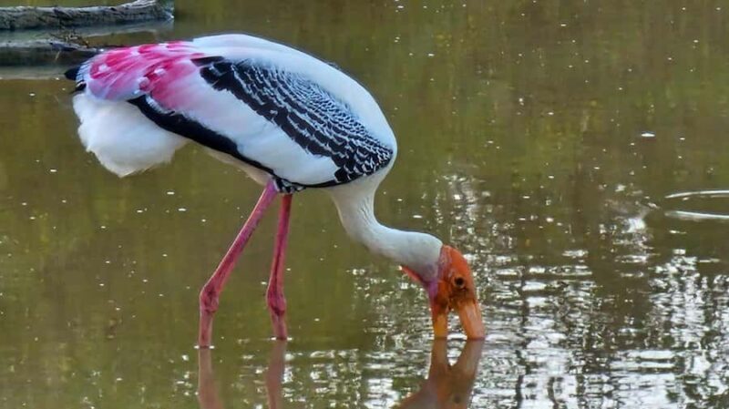 Tissamaharama: Sunrise Birdwatching Tour with Breakfast - Key Points