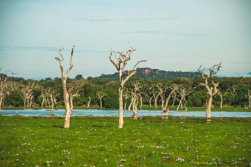 Tissamaharama: Sunset Boat Ride and Lake BBQ with Beer - An In-Depth Look at the Experience