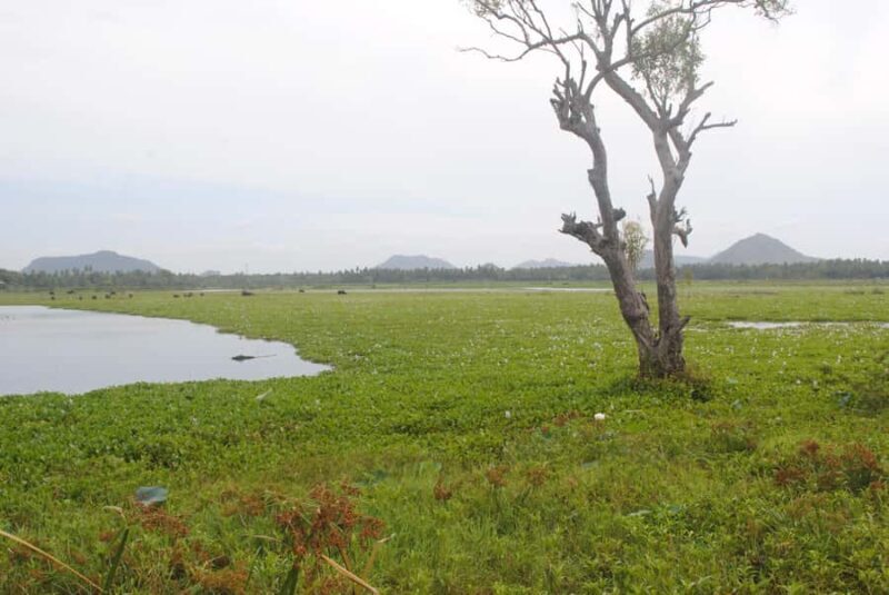 Tissamaharama: Sunset Boat Tour and Lake BBQ - Key Points