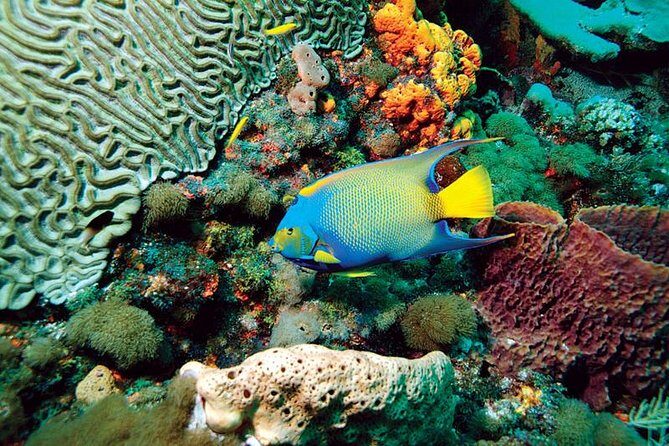 Tobago Buccoo Reef Glass Bottom Boat Cruise and Island Sightseeing Tour - An Overview of the Tobago Buccoo Reef Tour