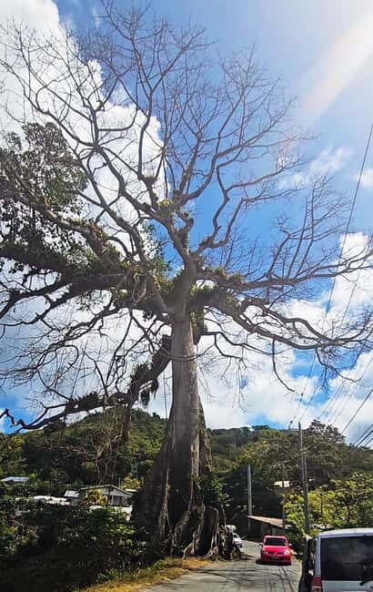 Tobago: Full Day Atlantic Coast Tour with Lunch - FAQ
