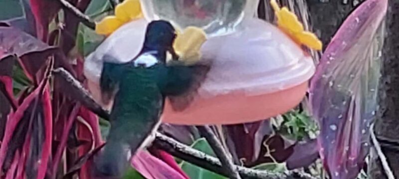 Tobago: Hummingbird Tour - Who Should Consider This Tour?