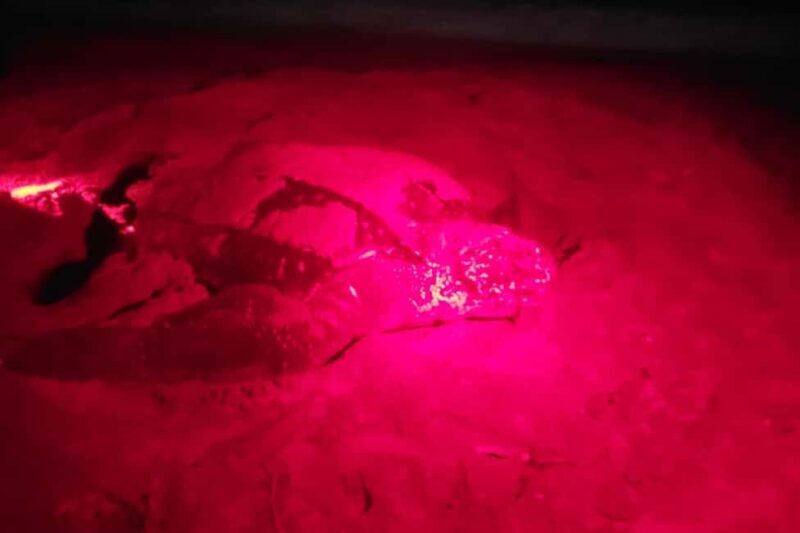 Tobago: Leatherback Turtle Nesting Tour with Pickup - Key Points
