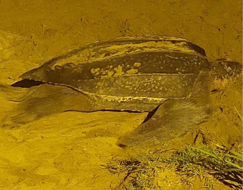 Tobago: Leatherback Turtle Nesting Tour with Pickup - An In-Depth Look at the Leatherback Turtle Tour