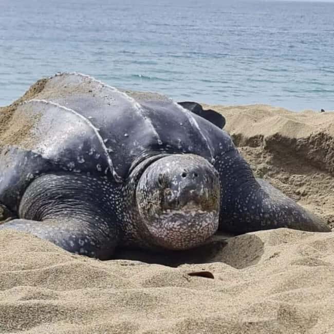 Tobago: Leatherback Turtle Nesting Tour with Pickup - Final Thoughts