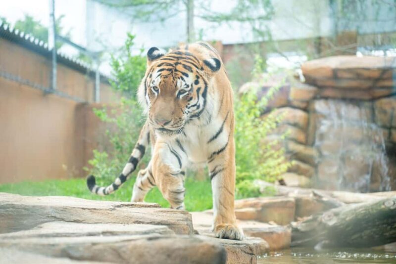 Tochigi: Nasu Animal Kingdom Entry Ticket - Key Points