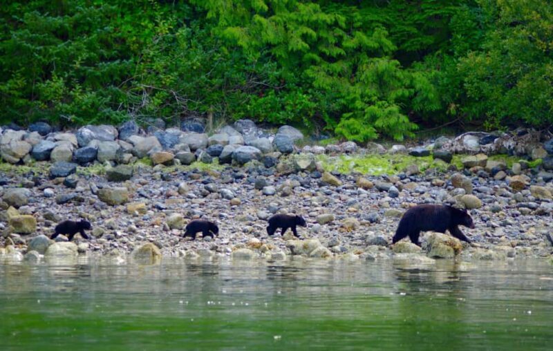 Tofino: Bear Watching Boat Tour with Nature Guide - An Immersive Look at the Tofino Bear Watching Experience