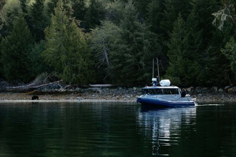 Tofino: Bear Watching Boat Tour with Nature Guide - The Sum Up: Is This Tour for You?