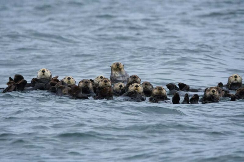 Tofino: Covered Boat Winter Wildlife Watching Tour - What Sets This Tour Apart?