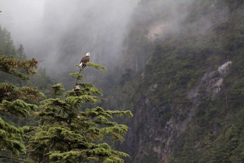 Tofino: Covered Boat Winter Wildlife Watching Tour - How the Itinerary Unfolds