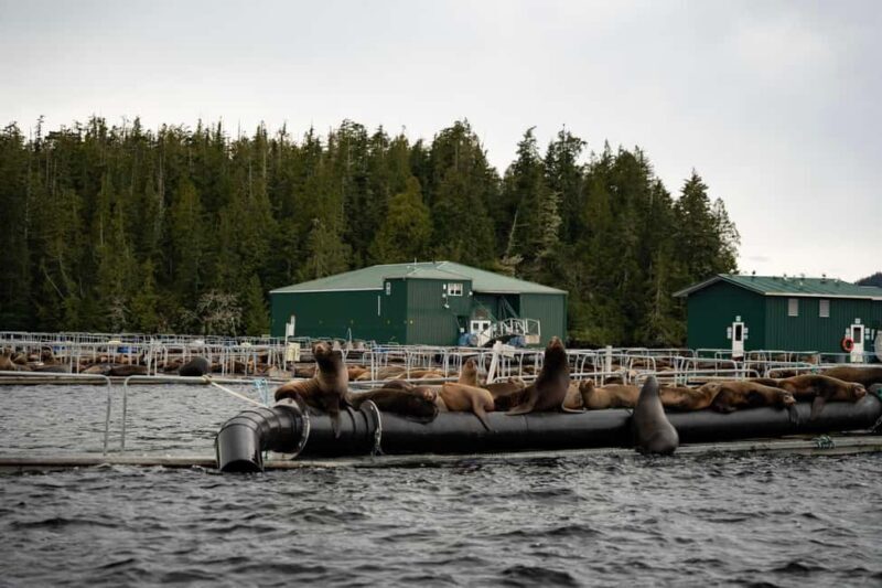 Tofino: Private Boat Tour with Big Tree Trail & Crabbing - Practical Tips for a Smooth Experience