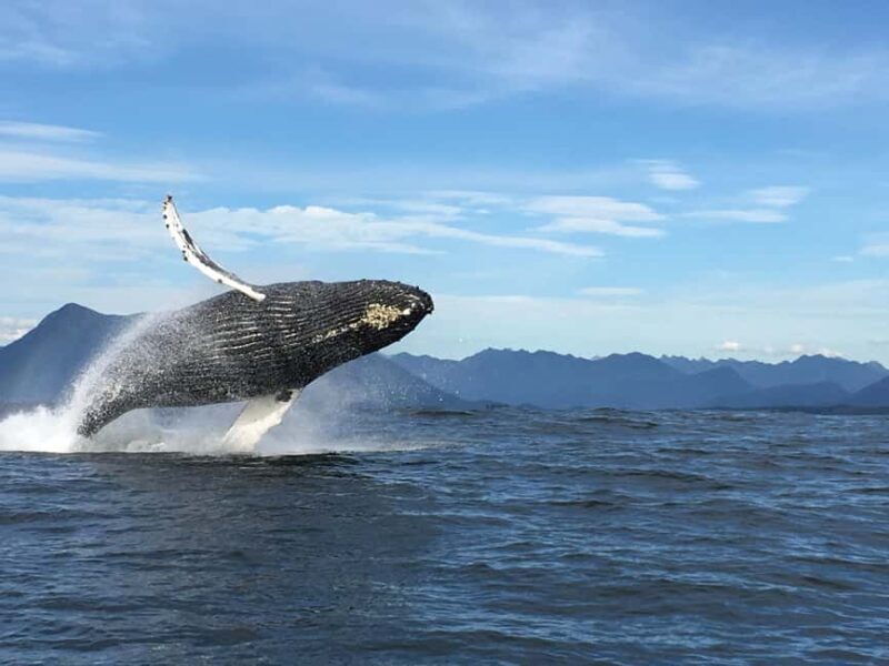Tofino: Whale Watching Tour with Nature Guide - Itinerary: An Up-Close Agricultural of Coastal Ecosystems