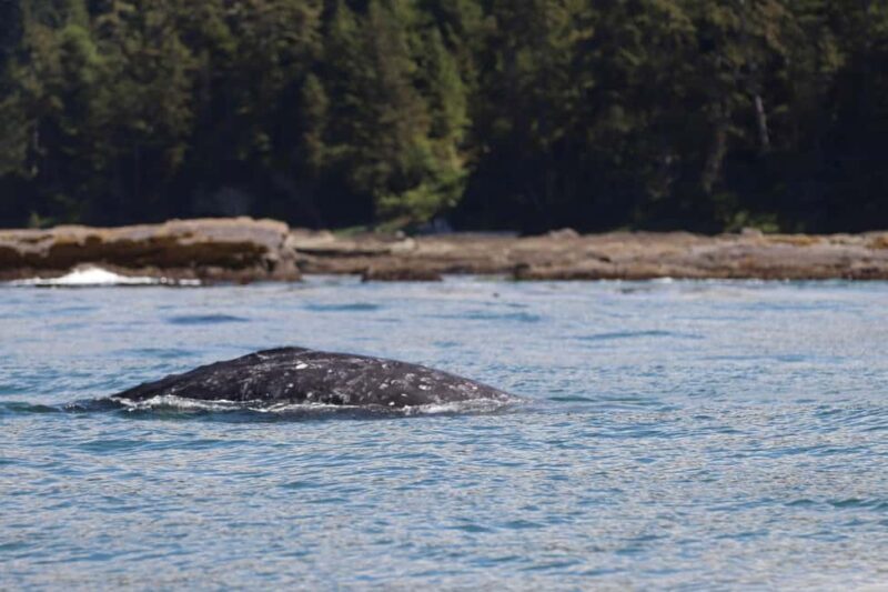 Tofino: Whale Watching Tour with Nature Guide - Whale Sightings: Expectation vs. Reality
