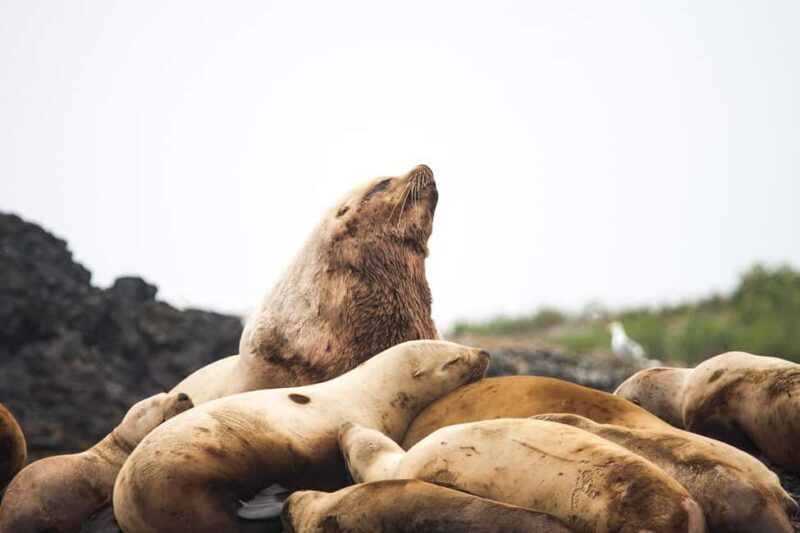 Tofino: Whale Watching Tour with Nature Guide - Additional Marine Life and Coastal Views