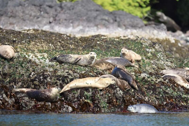 Tofino: Whale Watching Tour with Nature Guide - Practical Considerations: Comfort, Weather, and Accessibility