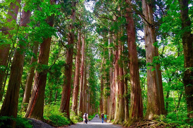 Togakushi: A Serene Walk Through Sacred Forests & Soba Traditions - In The Sum Up