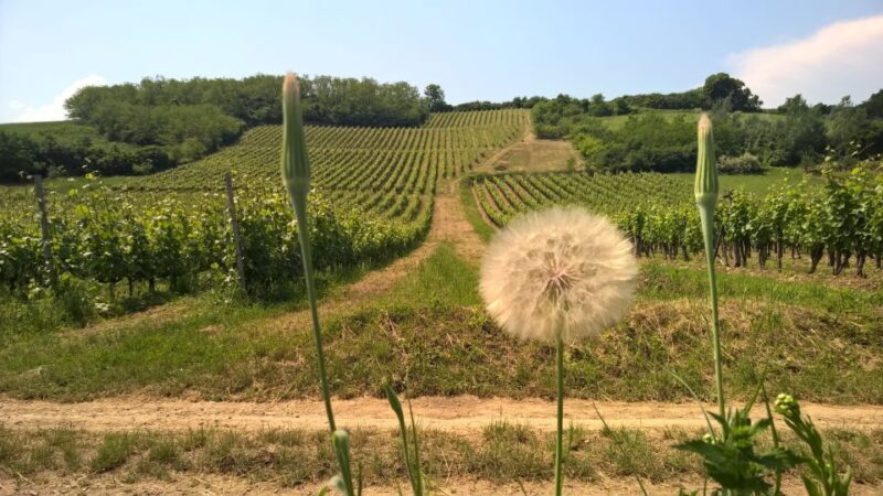 Tokaj: Classic Wine Tasting - Who Will Love This Tour?