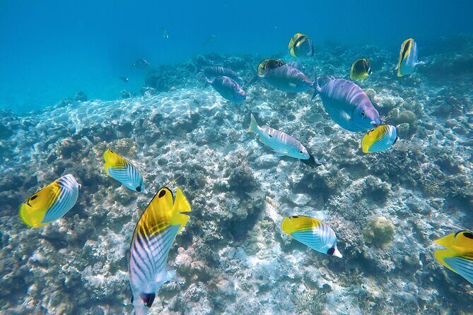 Tokashiki Island Day Trip from Naha - Whats Included and Whats Not