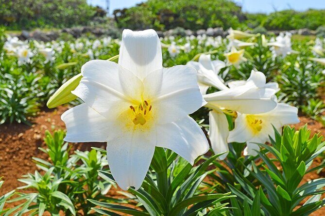 Tokashiki Island Day Trip from Naha - Who Will Love This Tour?