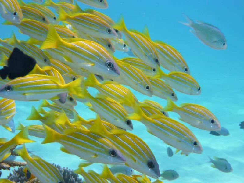 Tokashiki Tokashiku Beach: Banana Boat Snorkeling (No Ferry) - An In-Depth Look at the Tour Experience