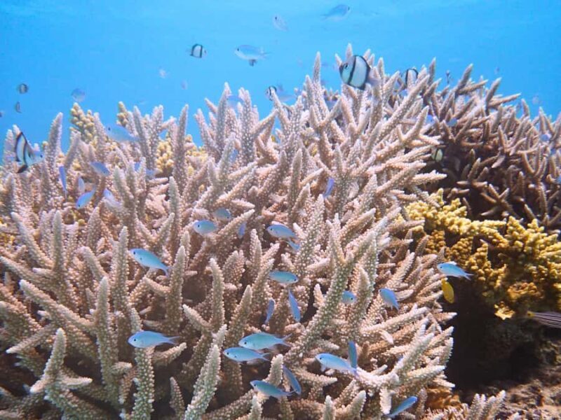 Tokashiki Tokashiku Beach: Banana Boat Snorkeling (No Ferry) - Practical Tips for Your Tour