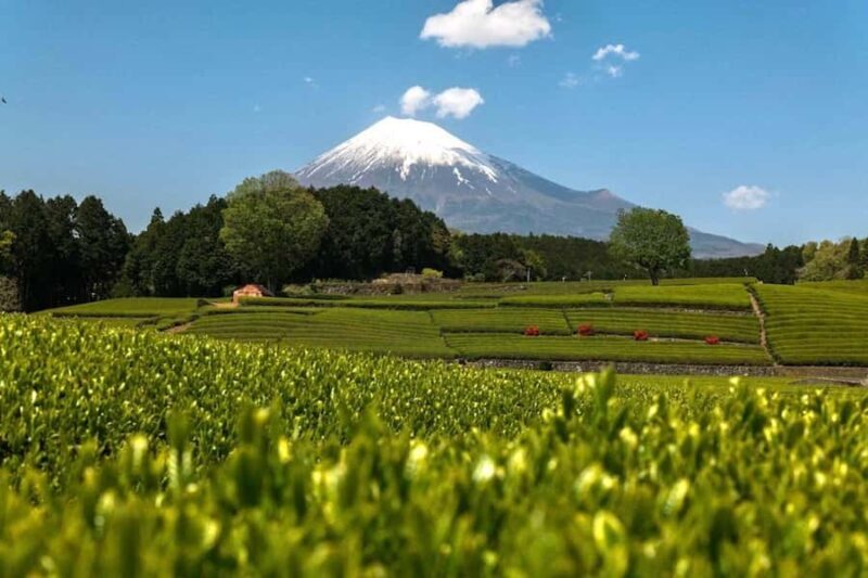 Tokyo: 3-Day Tea-Picking and Surfing in Shizuoka - Practical Considerations and Value