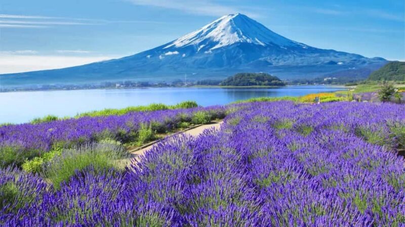 Tokyo 6 Top Spots: Yamanakako, Oshino Hakkai, Oishi Park - Who Is This Tour Best For?