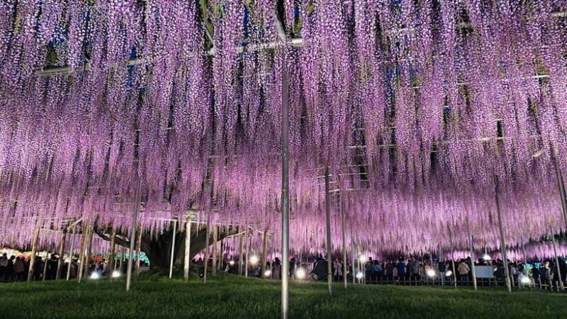 Tokyo: Ashikaga Flower Park with Entry Ticket - Key Points
