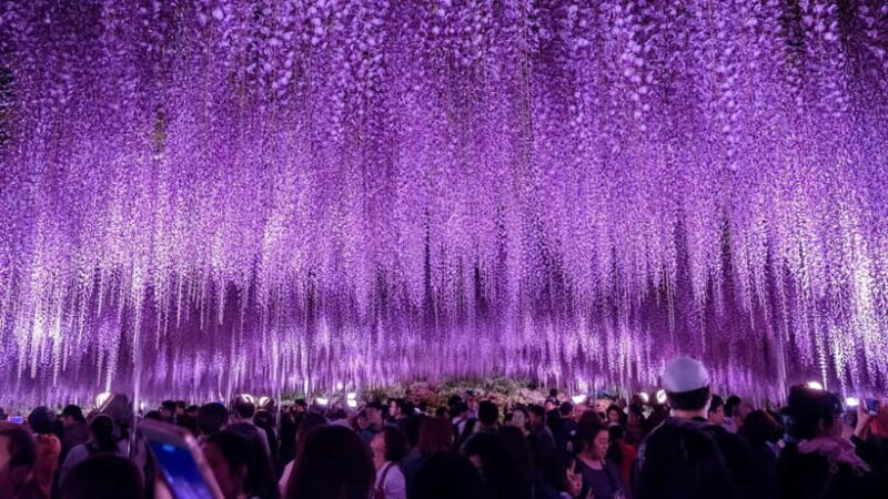 Tokyo: Ashikaga Flower Park with Entry Ticket - Final Thoughts
