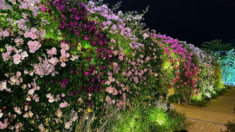 Tokyo: Ashikaga Flower Park with Entry Ticket - An In-Depth Look at the Ashikaga Flower Park Experience