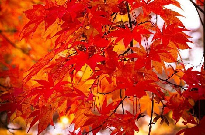 Tokyo Autumn Colors Gardens Shrines and Tea Tour - Nezu Shrine: A Sacred Stop with Cultural Depth