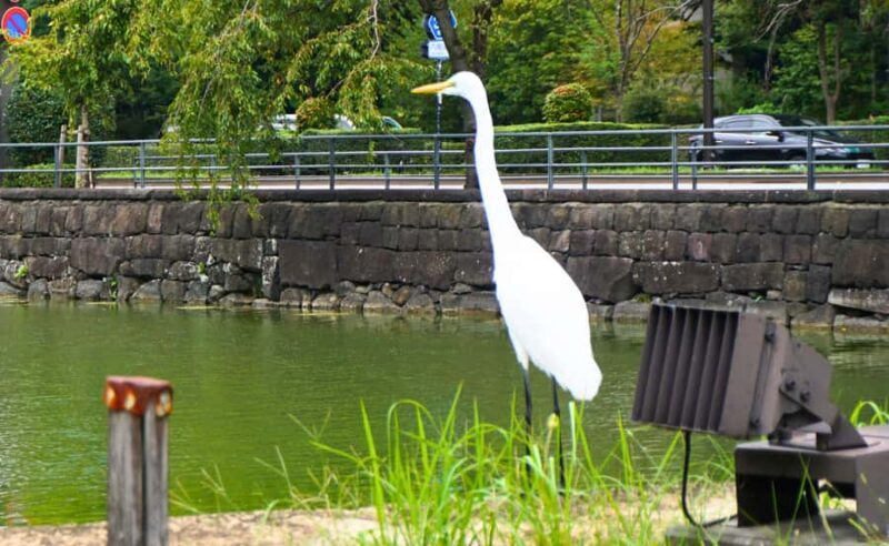 Tokyo Castle: Imperial Palace, Shogun & Garden Walking Tour - The Value Proposition: Price, Duration, and Experience