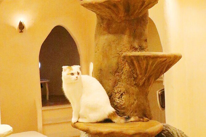 Tokyo Cat Cafe in Kichijoji - Castle Themed - A Closer Look at the Experience