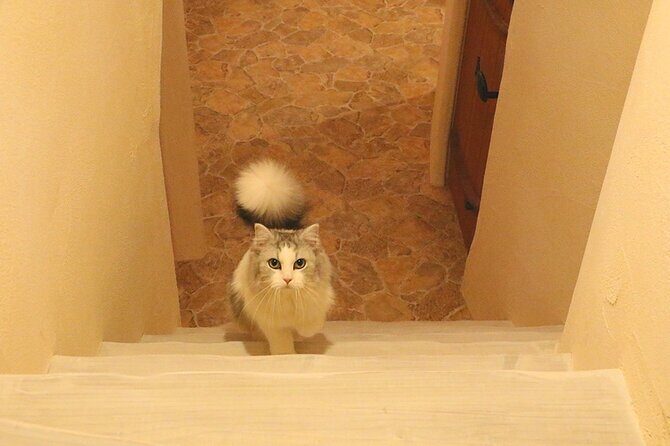 Tokyo Cat Cafe in Kichijoji - Castle Themed - Final Thoughts