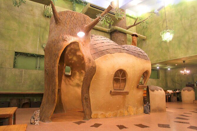 Tokyo Cat Café in Kichijoji - Forest Themed - Key Points