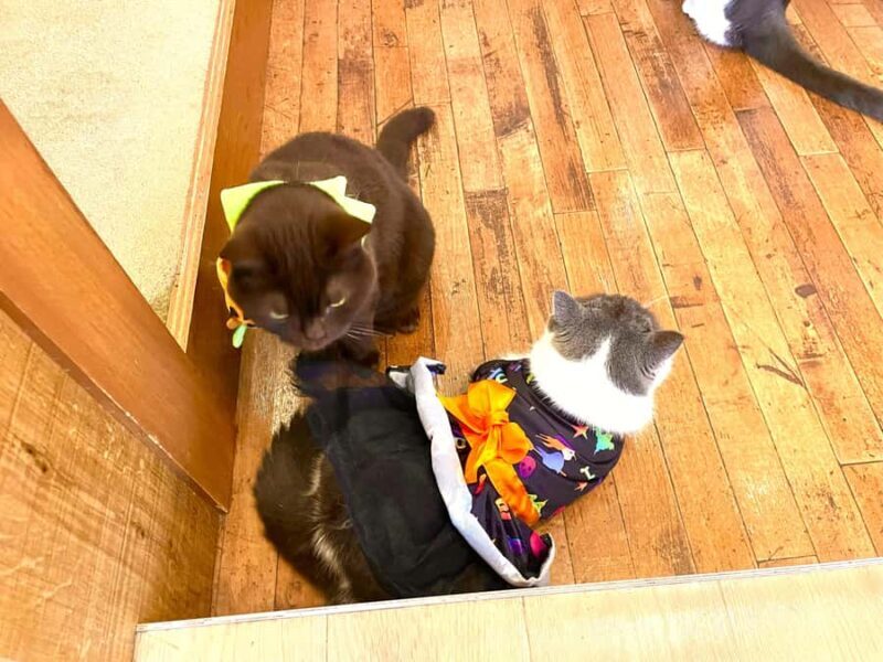 Tokyo: Cat-themed Bookstore & Shinjuku Cat cafe Night Tour - An Authentic Night Out for Cat Lovers