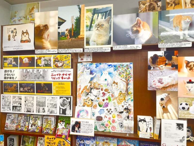 Tokyo: Cat-themed Bookstore & Shinjuku Cat cafe Night Tour - The Sum Up