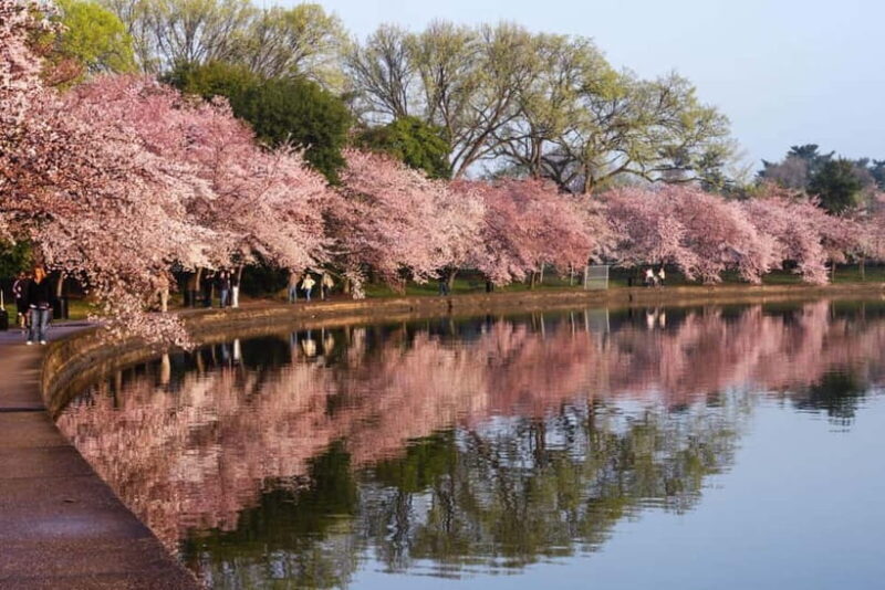 Tokyo Cherry Blossom Express Tour with Boat Ride - Key Points