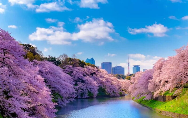 Tokyo Cherry Blossom Express Tour with Boat Ride - The Sum Up