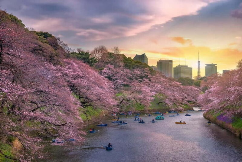 Tokyo Cherry Blossom Express Tour with Boat Ride - FAQ