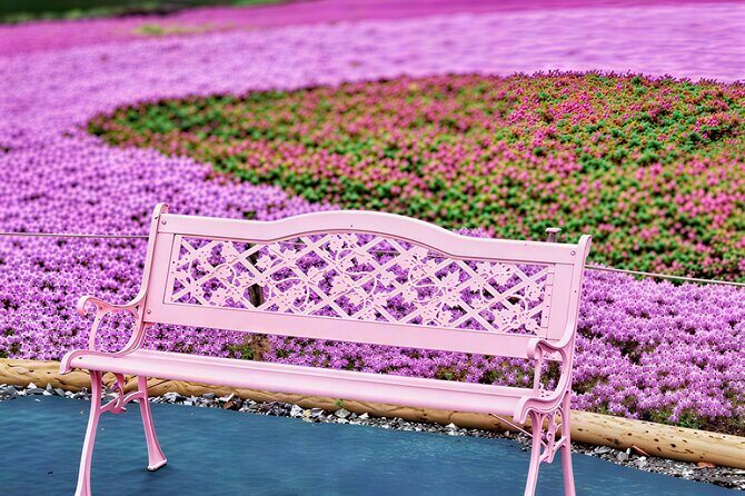 Tokyo Cherry Blossom Mt Fuji and Shibazakura Festival Day Trip - Who Will Love This Tour?