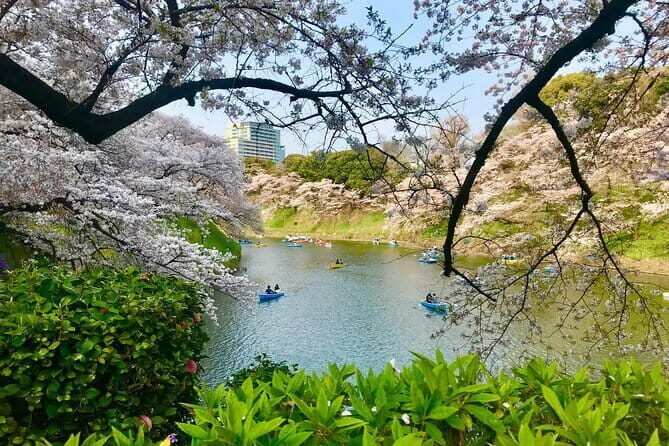 Tokyo Cherry Blossom Private Walking Tour - The Experience in Detail