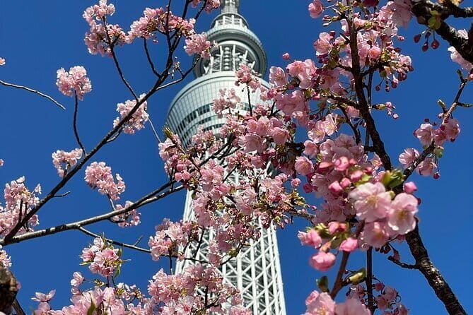 Tokyo Cherry Blossom Private Walking Tour - FAQ