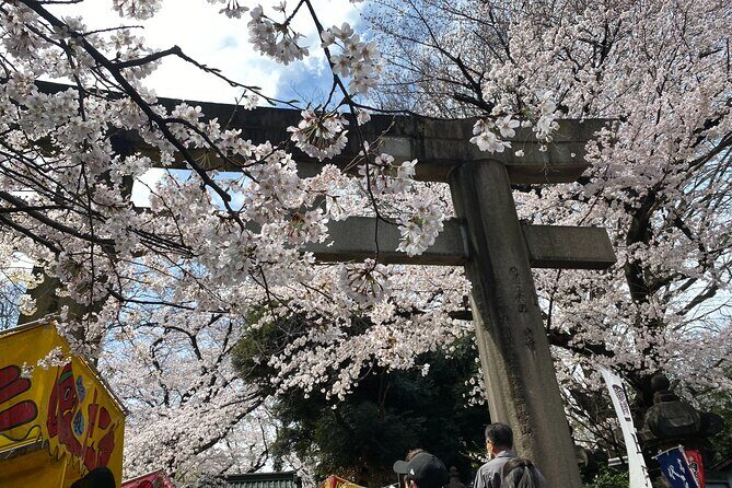 Tokyo Cherry Blossom Walking Tour - In-depth Look at the Tour Experience